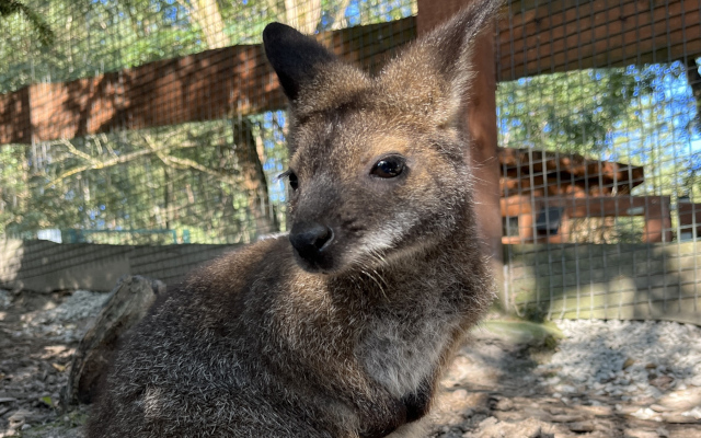 Klokan rudokrký - Farmapark u Toma