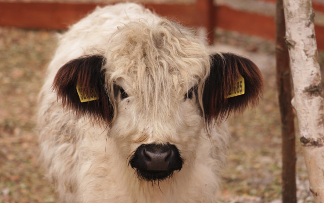 Kravičky - Farmapark u Toma