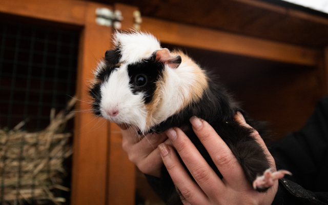 Morčata - Farmapark u Toma