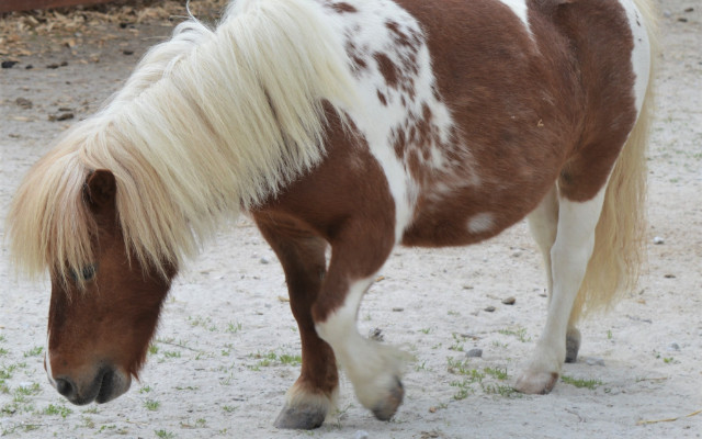 Poníci - Farmapark u Toma