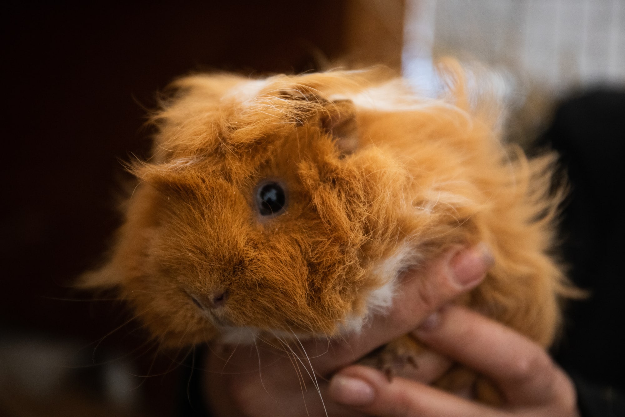 Morčata - Farmapark u Toma