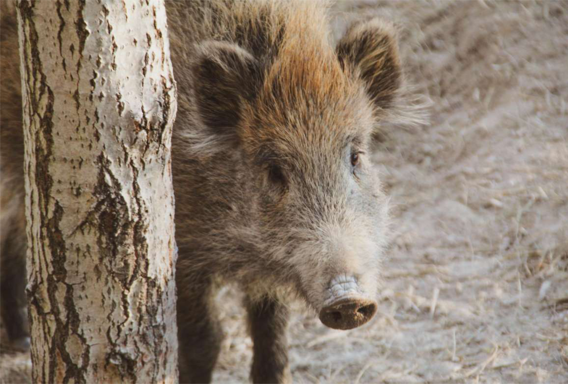 Prasátka divoká - Farmapark u Toma