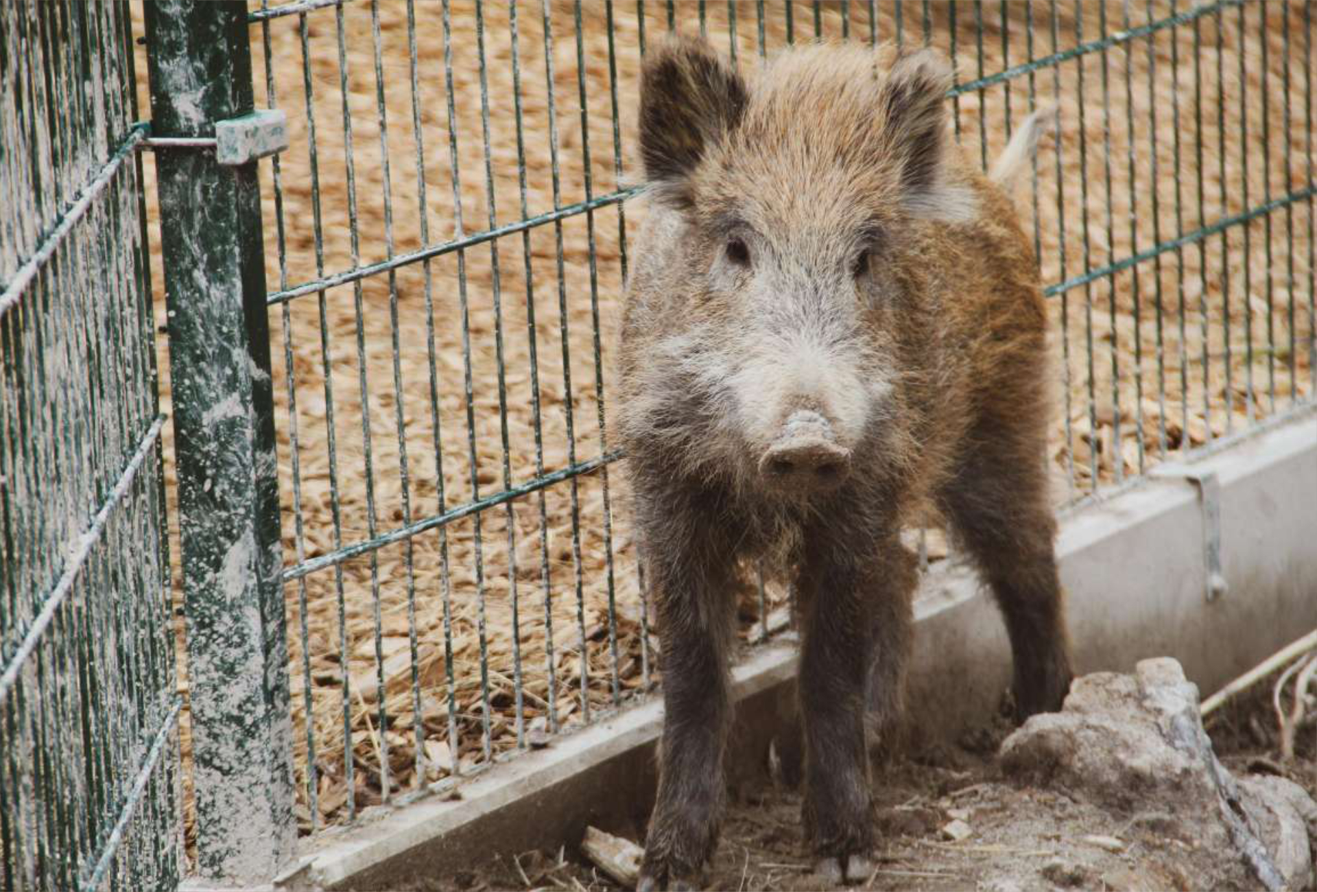 Prasátka divoká - Farmapark u Toma