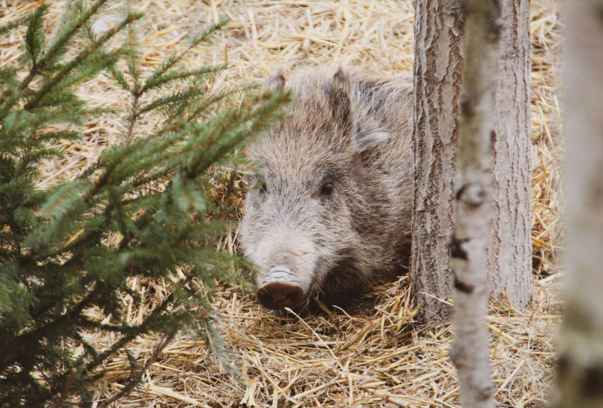 Prasátka divoká - Farmapark u Toma