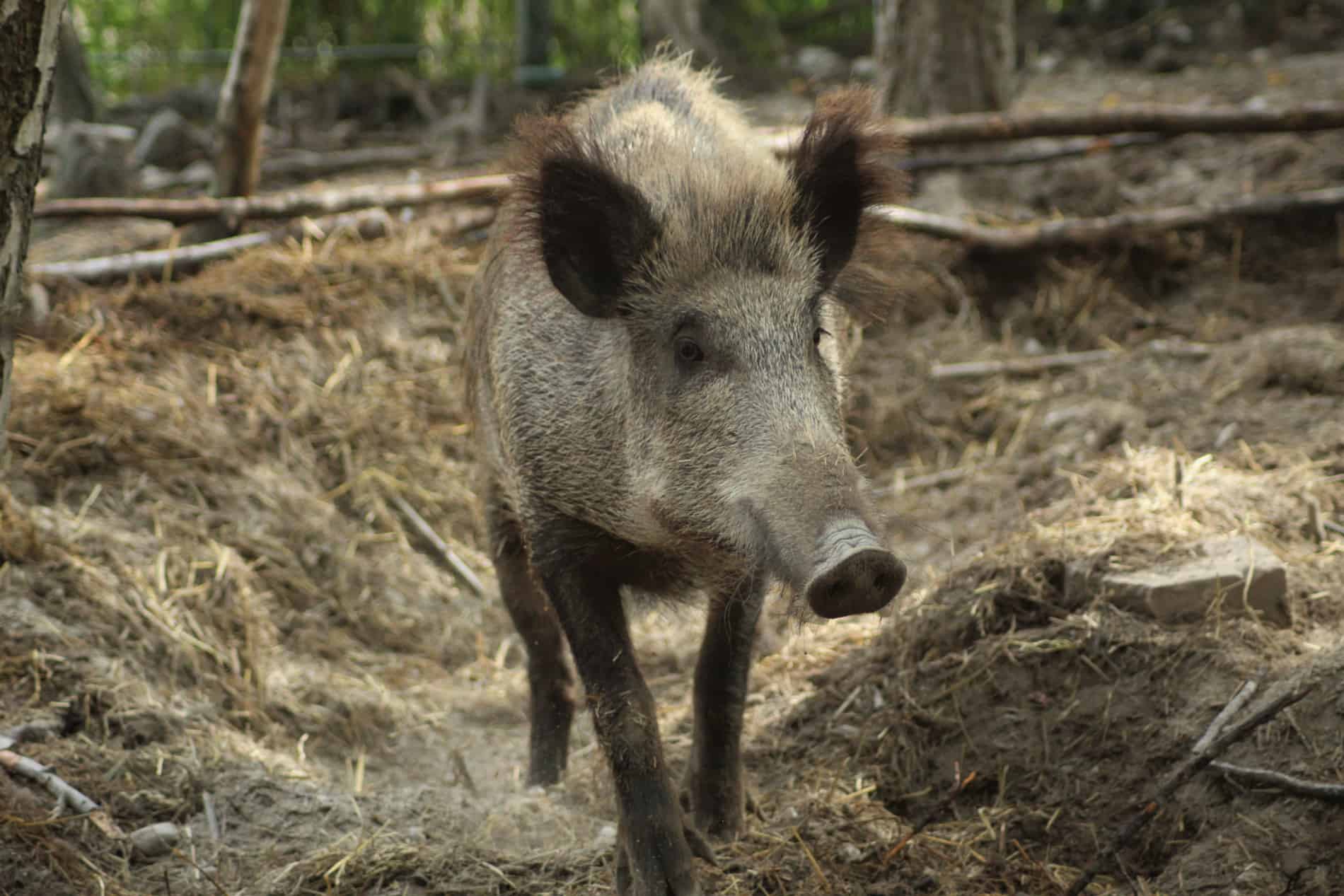 Prasátka divoká - Farmapark u Toma